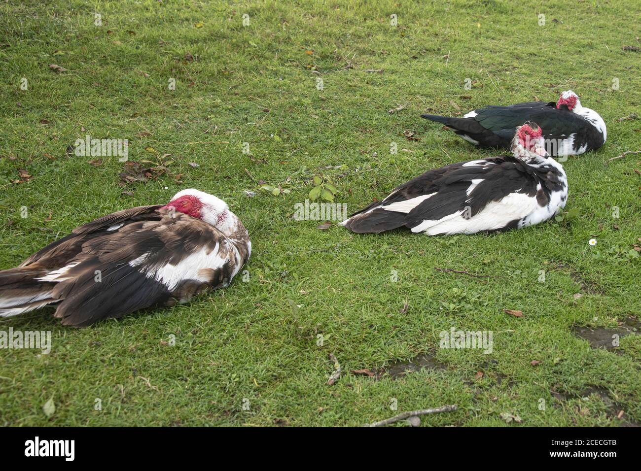 Coronation park and boating lake hi-res stock photography and images ...