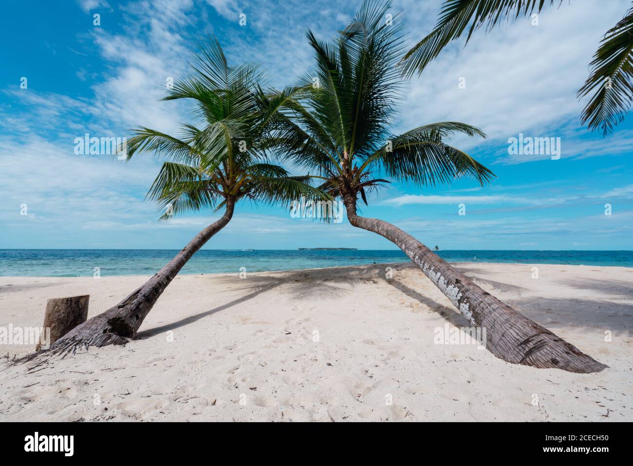 Picturesque view of bended big tropical trees on sand shore near sea ...