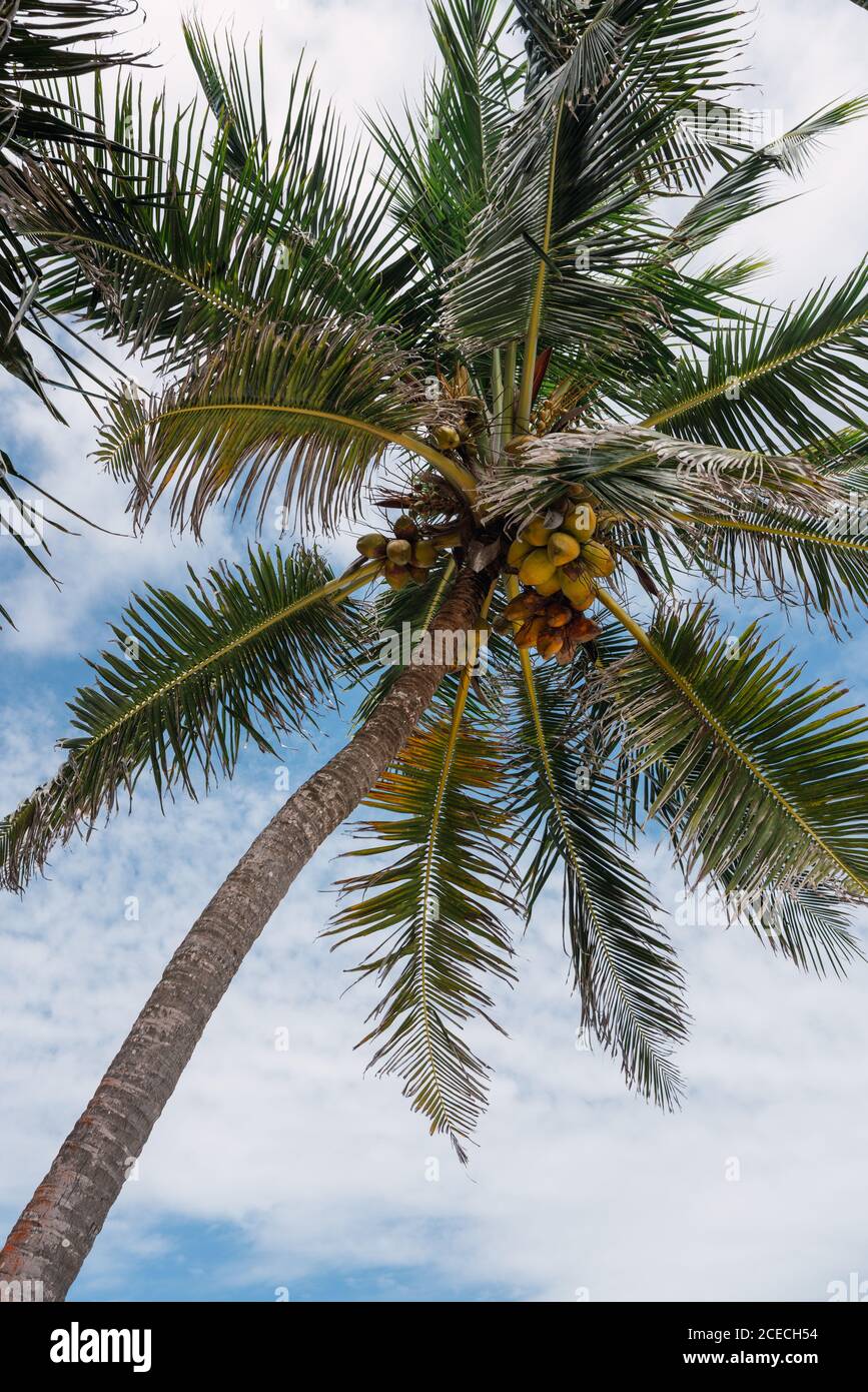 From below tropical tree with green leaves and fruits and blue cloudy ...