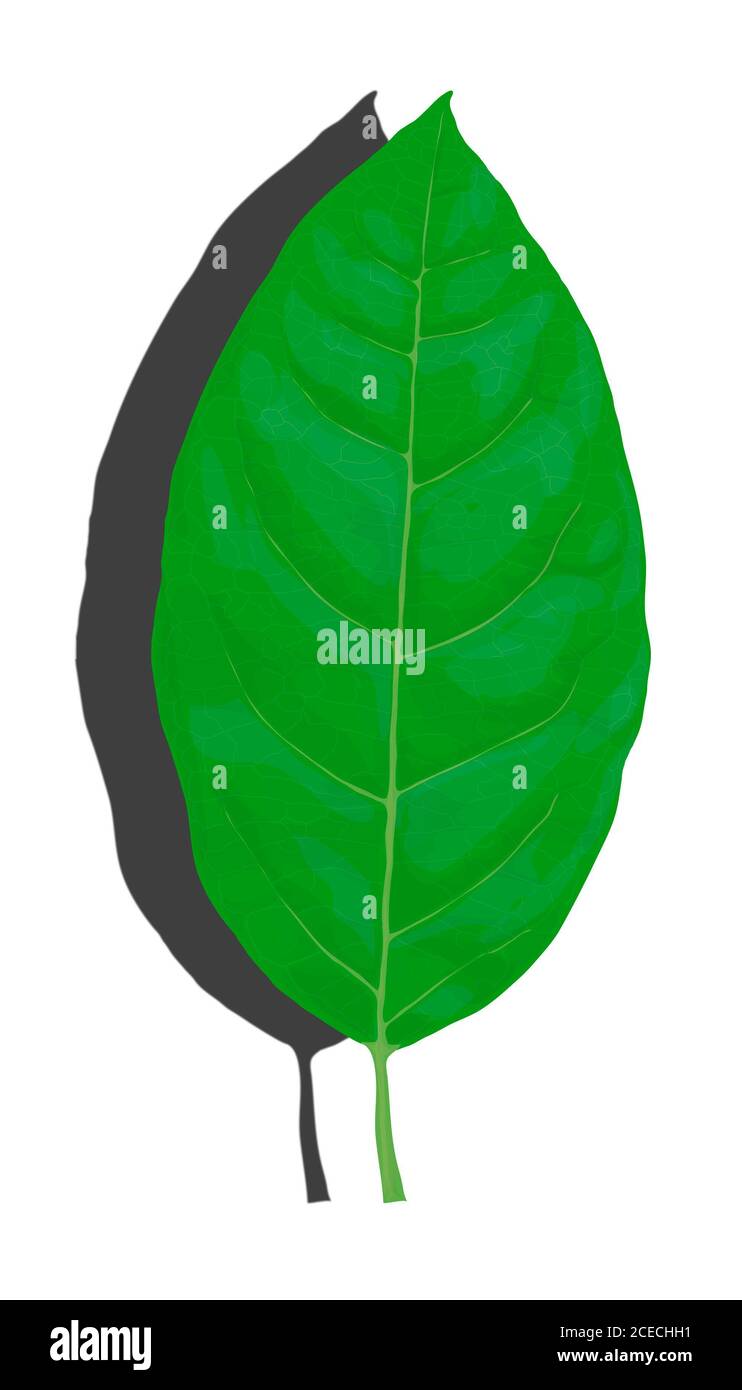 Single vector leaf hi-res stock photography and images - Alamy
