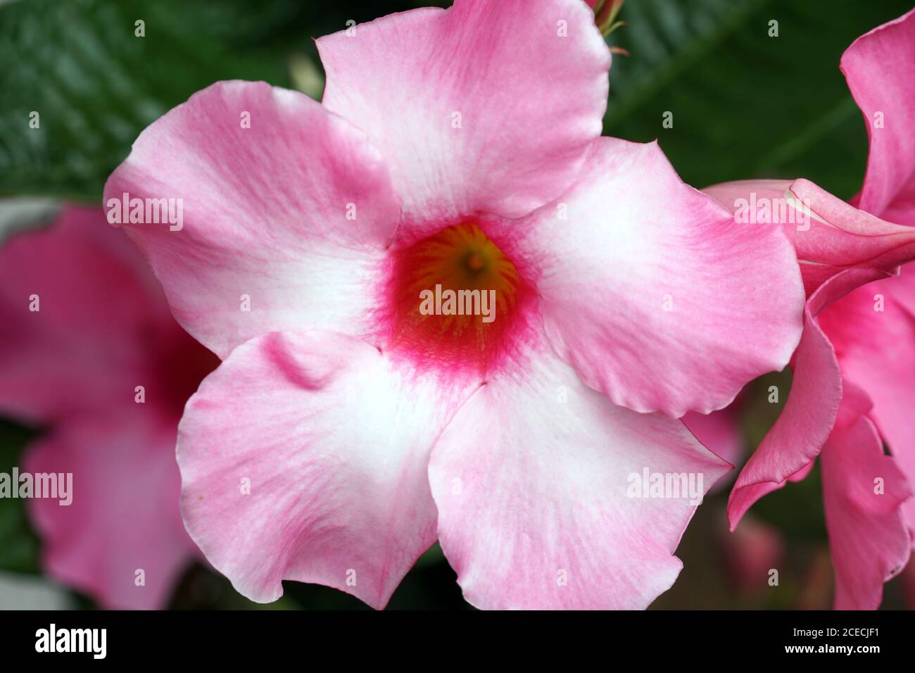 Allamanda flower hi-res stock photography and images - Alamy