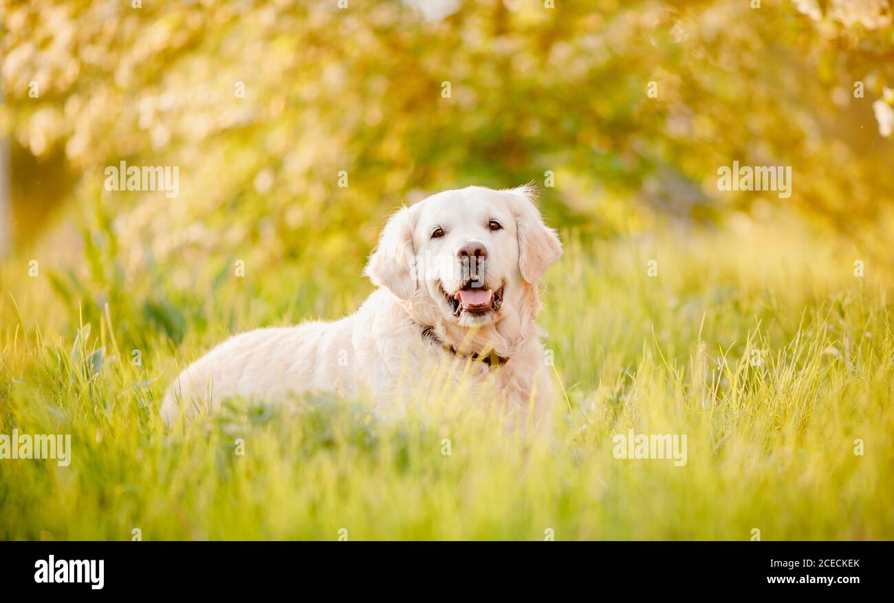 Labrador Retriever High Resolution Stock Photography and Images - Alamy
