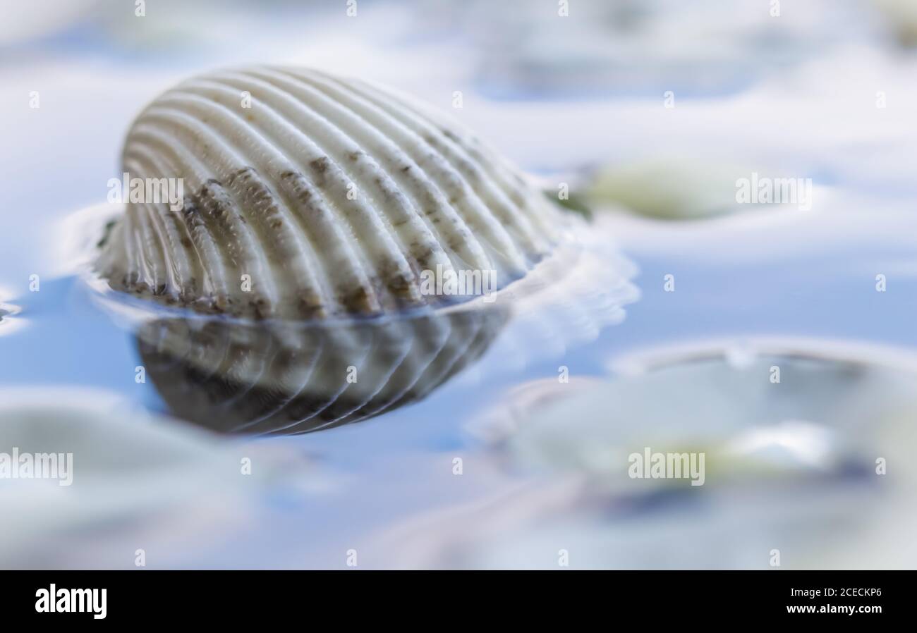 White conch shell on water with reflection Stock Photo - Alamy