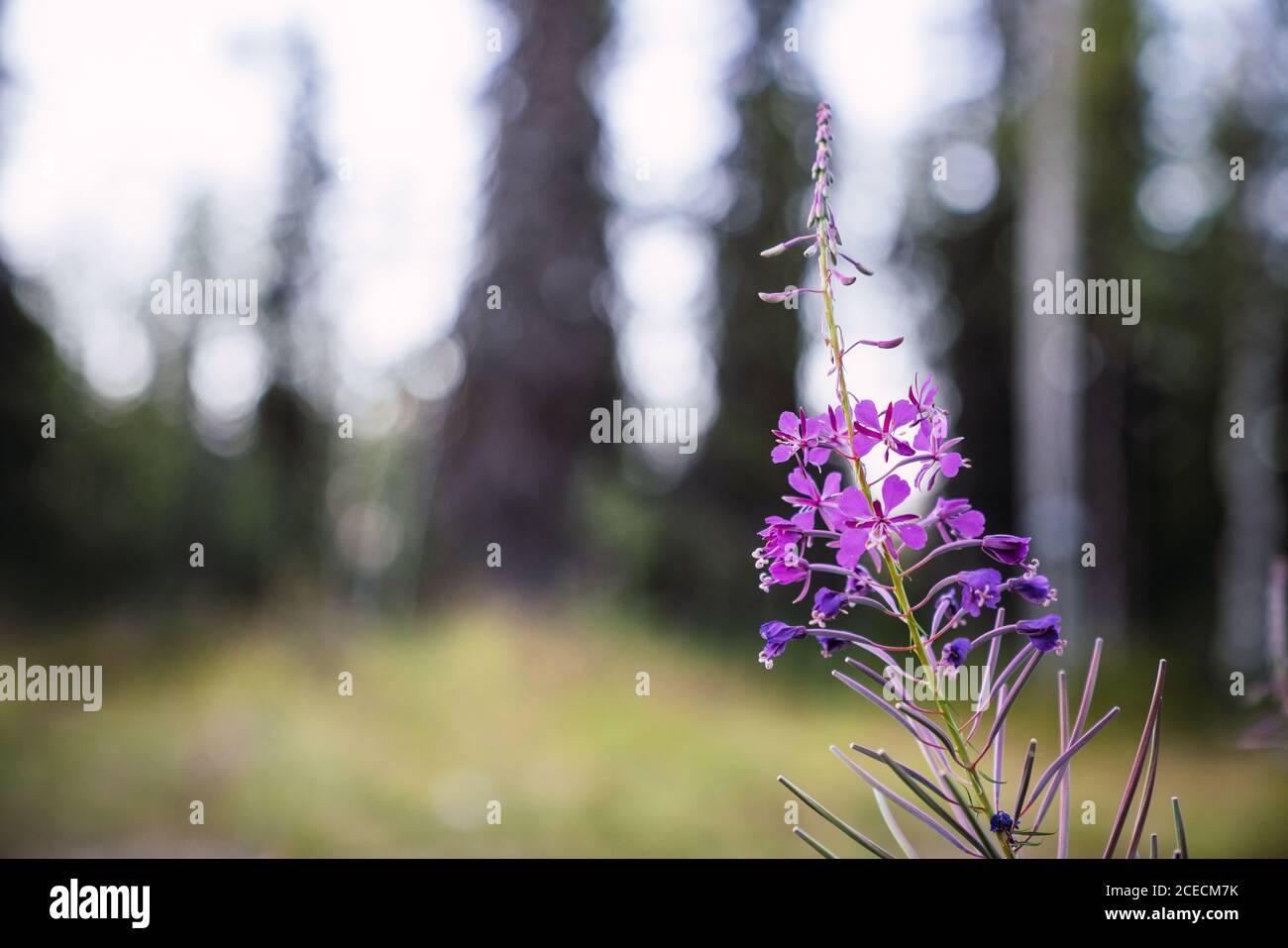 Violet willow hi-res stock photography and images - Alamy