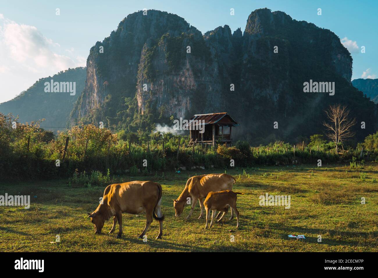 Land pasturing hi-res stock photography and images - Alamy