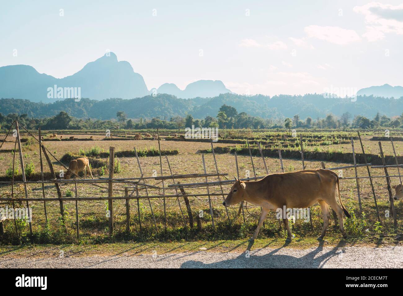 Small calf walking on road Stock Photo - Alamy