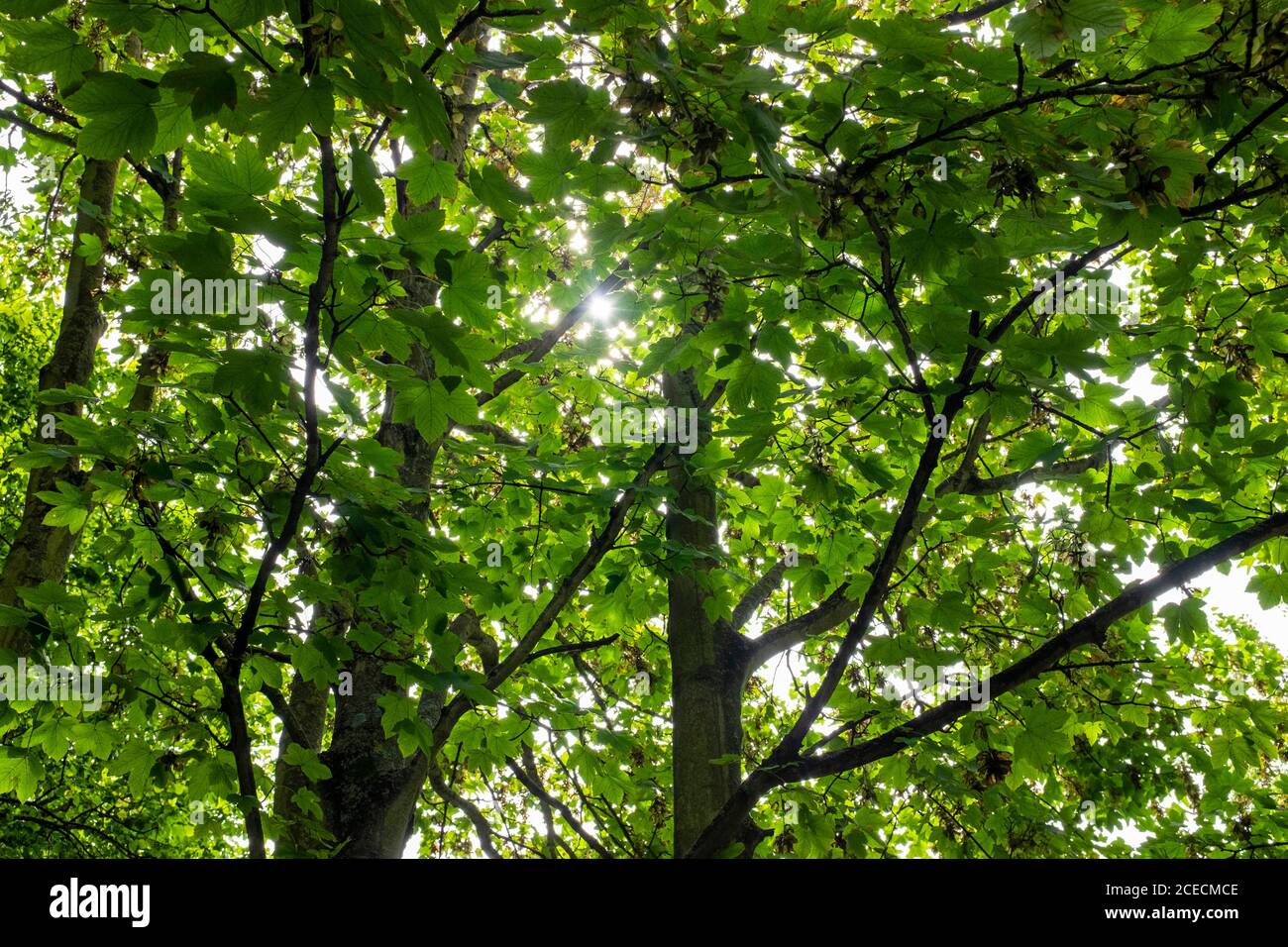 Sycamore tree leaves hi-res stock photography and images - Alamy