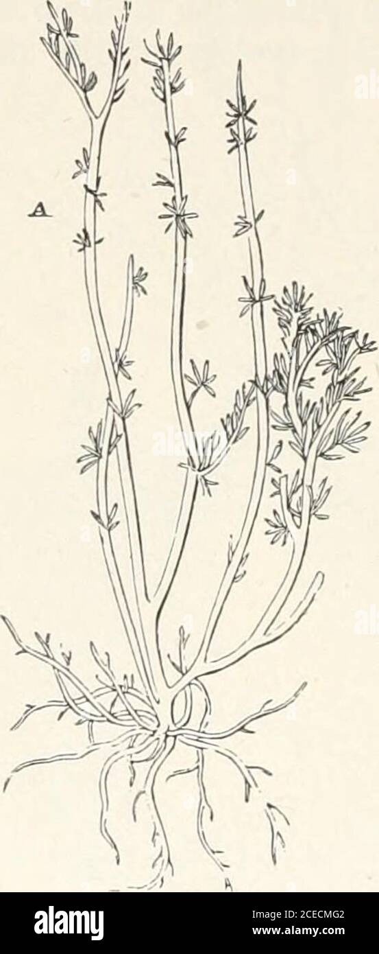 Water weed microscope hi-res stock photography and images - Alamy