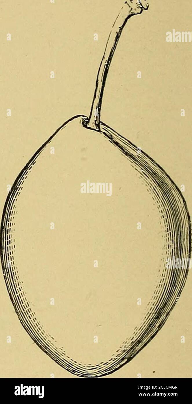 . The American fruit culturist. Fig. 745.—Goliath. Fig. 746.—Italian ...