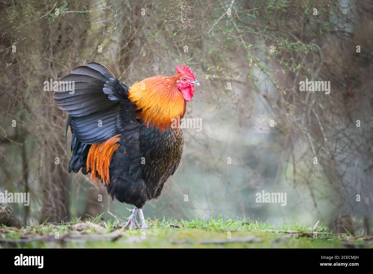 A rooster flapping its wings with blurred woods background Stock Photo ...