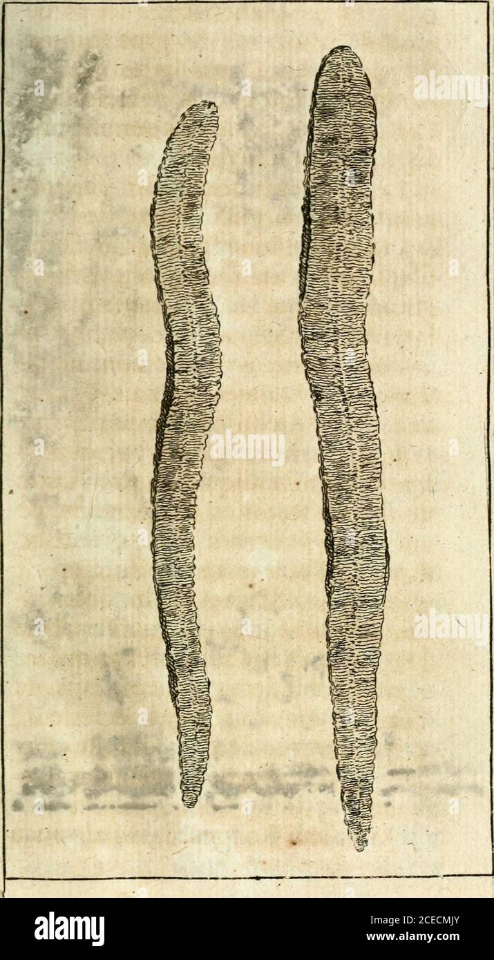 Solitaire blanchâtre hi-res stock photography and images - Alamy