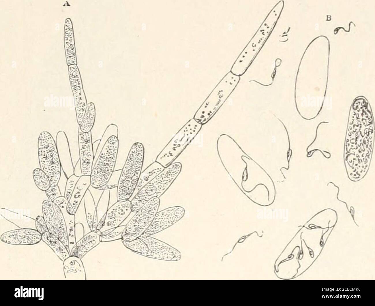 . The microscope and its revelations. FUCACEJE 629 the projection and ...