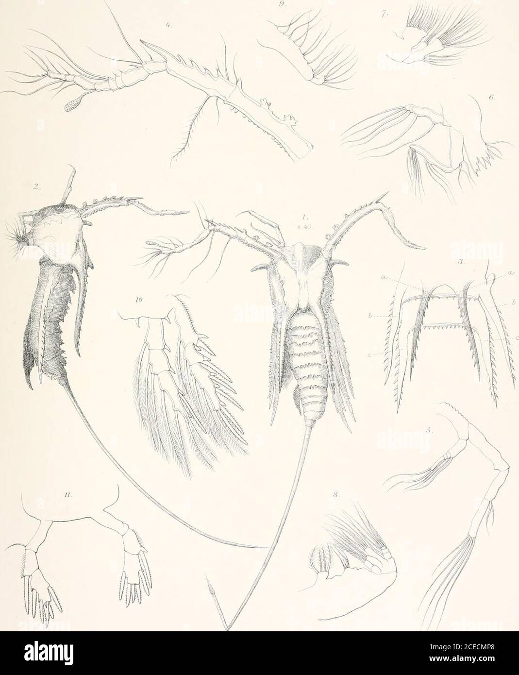 Foot 1 5 8 n hi-res stock photography and images - Alamy