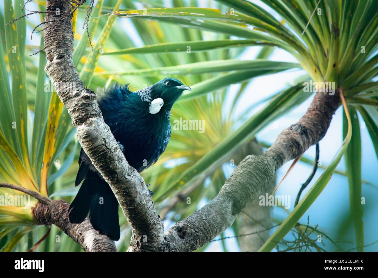 Tui bird perched on a cabbage tree branch in my backyard in Auckland ...