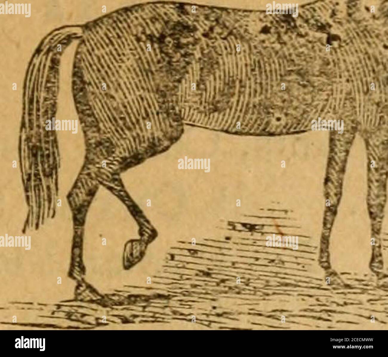 Miss m horse hi-res stock photography and images - Alamy