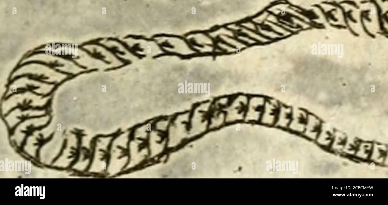 . De la generation des vers dans le corps de l'homme : de la nature et ...