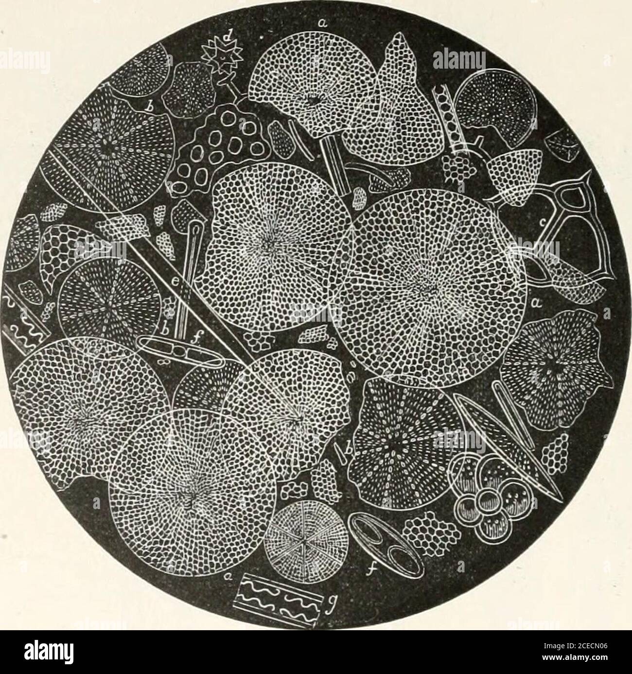 Thallophytes hi-res stock photography and images - Alamy