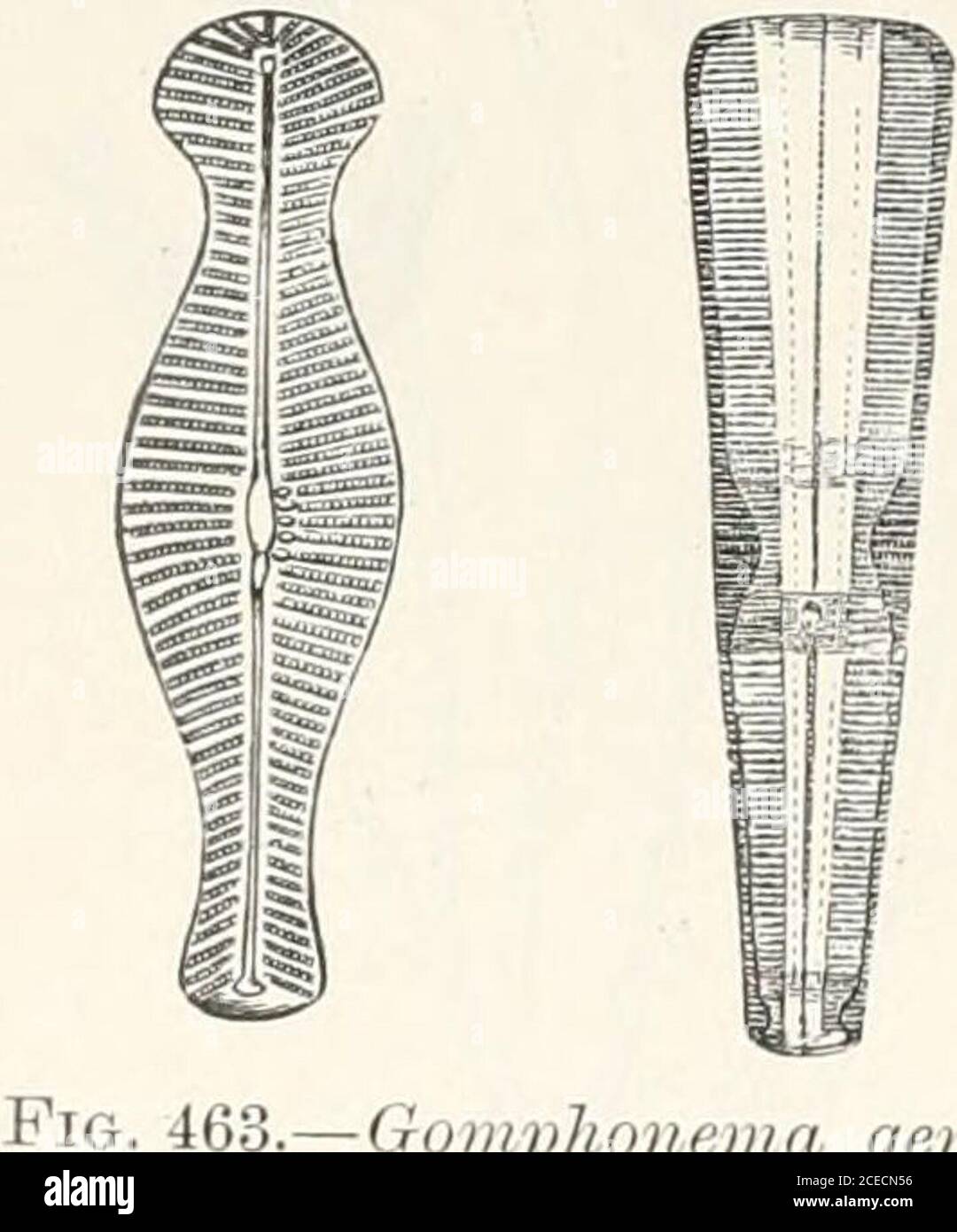 . The microscope and its revelations. r attached to a stipe. This ...