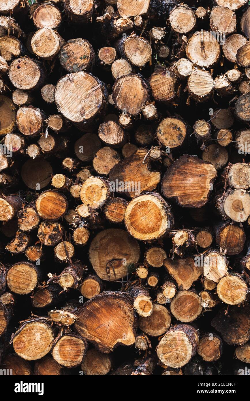 Closeup view of heap of wooden logs of different diameter Stock Photo ...