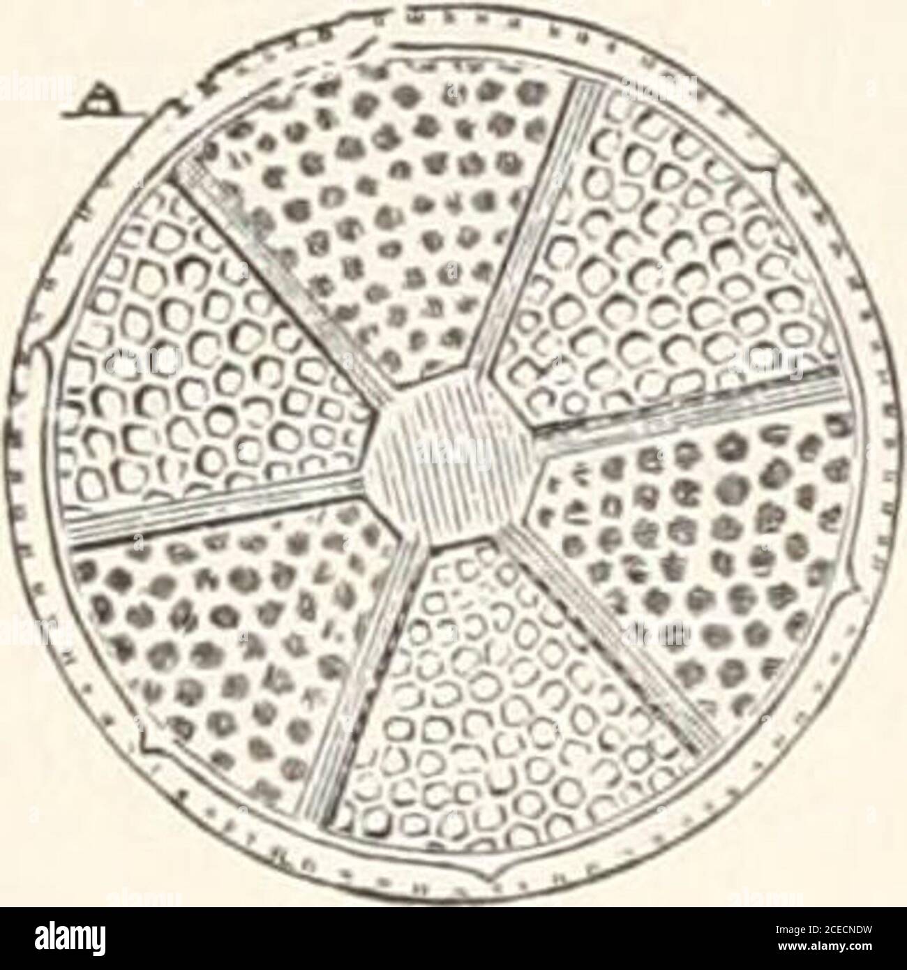 . The microscope and its revelations. r areolatibn is here displayed ...