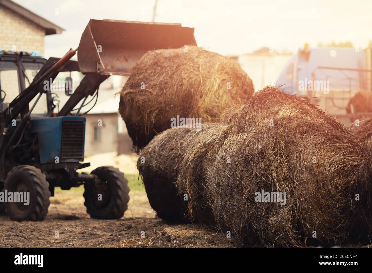Tractor loader unloading machine with hay to feed cows and horses on ...