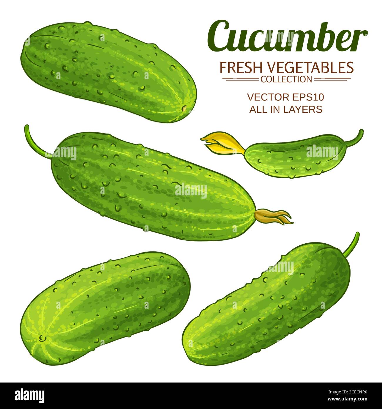 cucumber vector set Stock Vector Image & Art - Alamy
