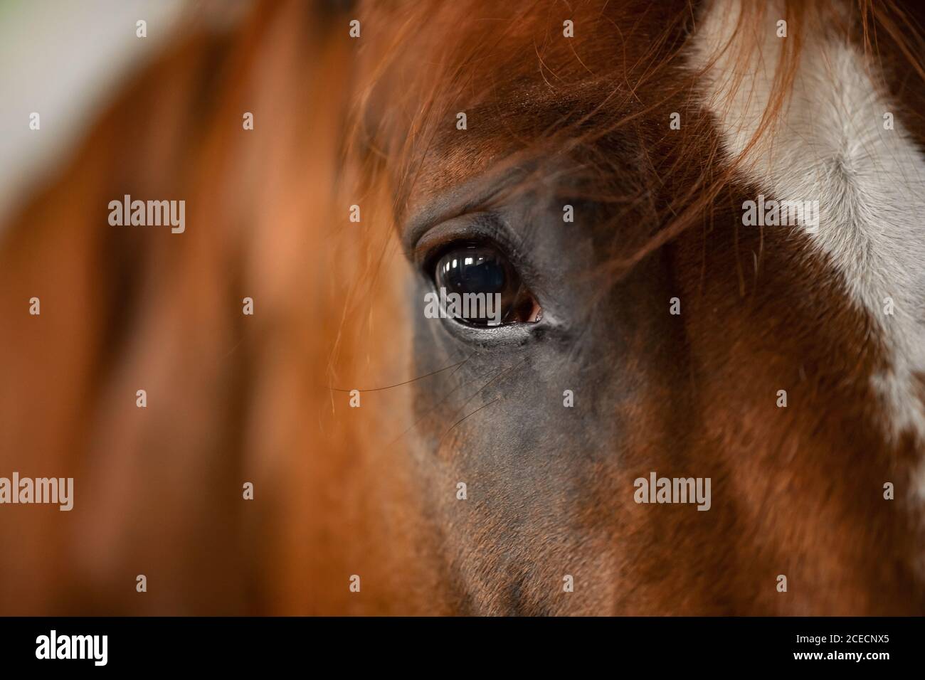 Close-up detail eye of brown horse, bridle, saddle Stock Photo - Alamy
