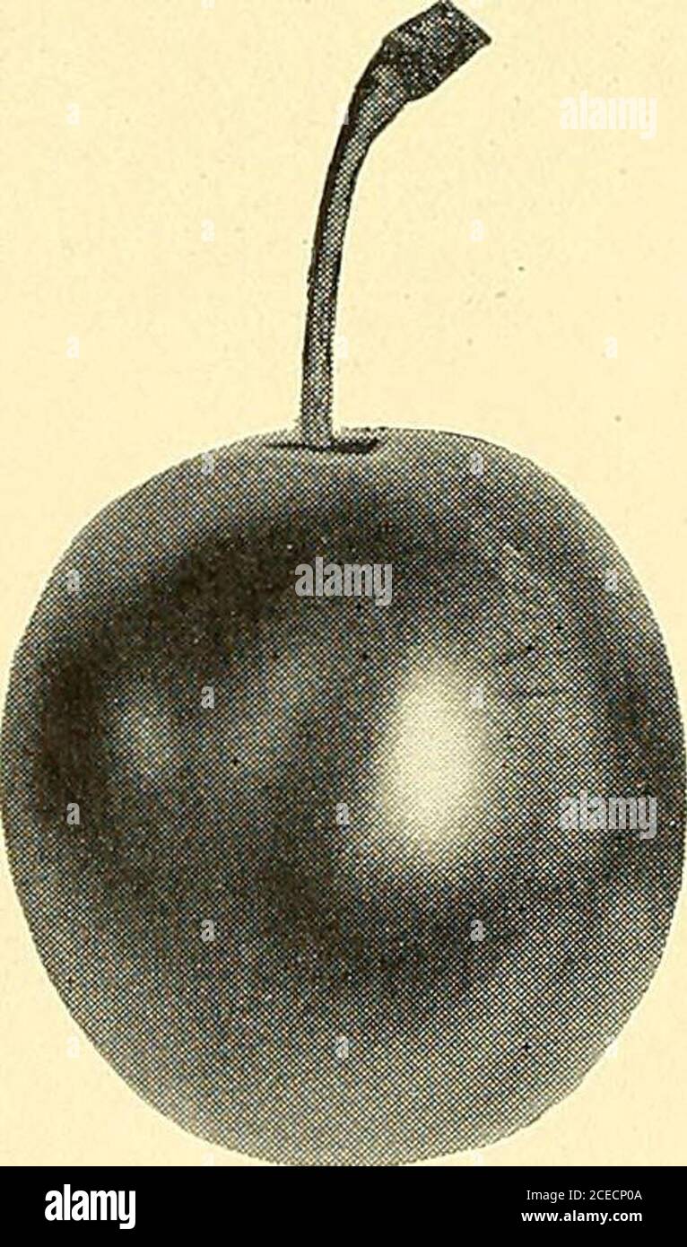 . [Fruit culture]. Fig. 6 French Damson. The trees of this variety are ...