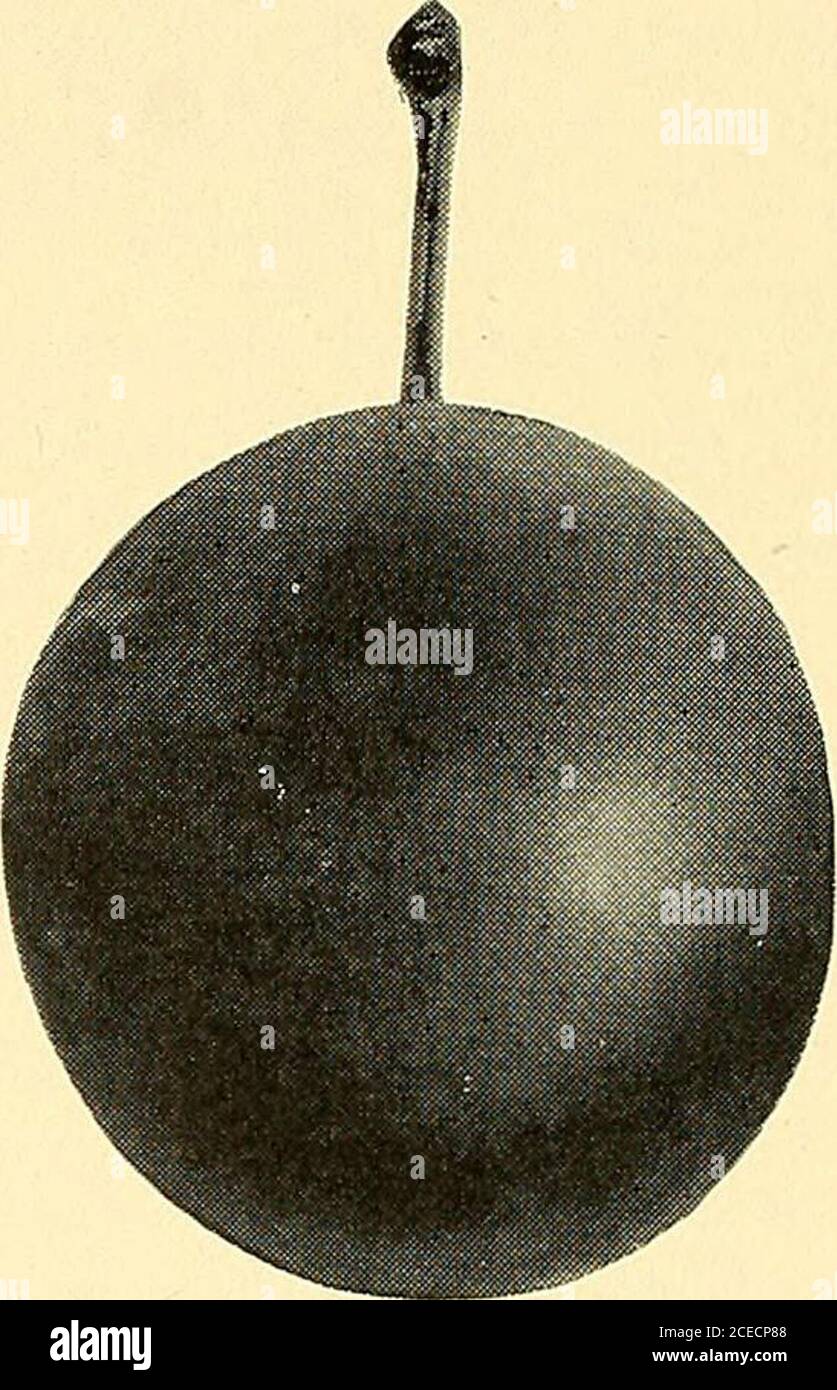 . [Fruit culture]. Fig. 6 French Damson. The trees of this variety are ...