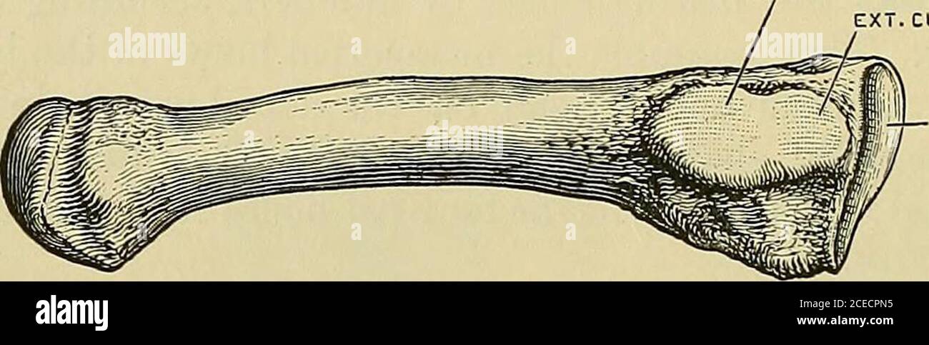 . Quain's Elements of anatomy Stock Photo - Alamy