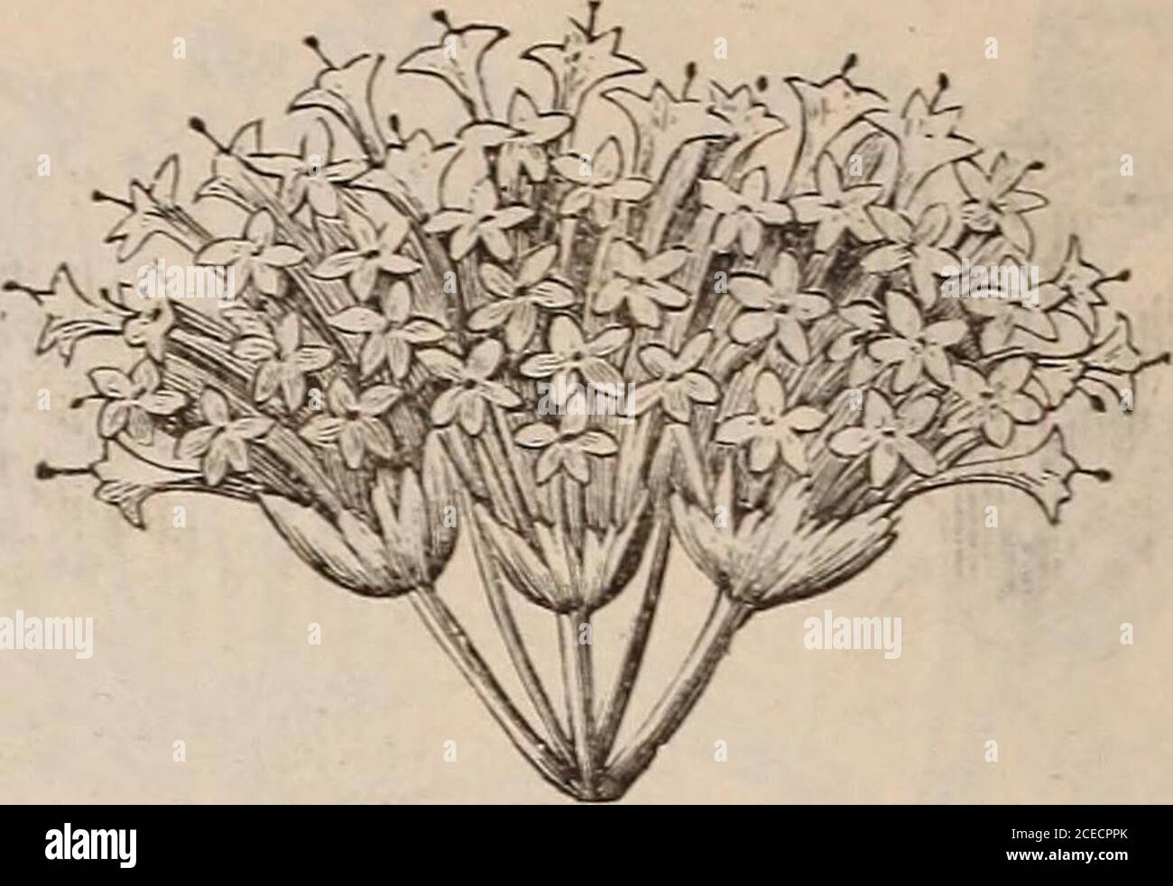 Centranthus seed hi-res stock photography and images - Alamy