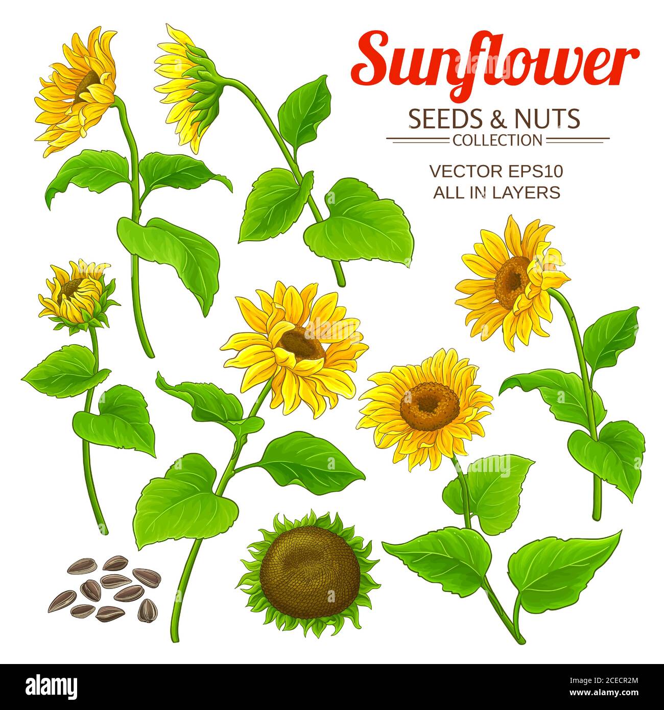 sunflower vector set Stock Vector Image & Art - Alamy