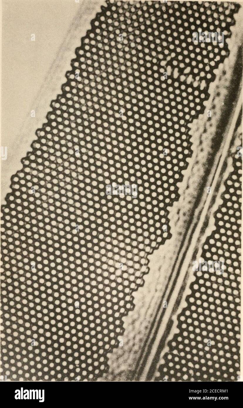 Diatom structure hi-res stock photography and images - Alamy