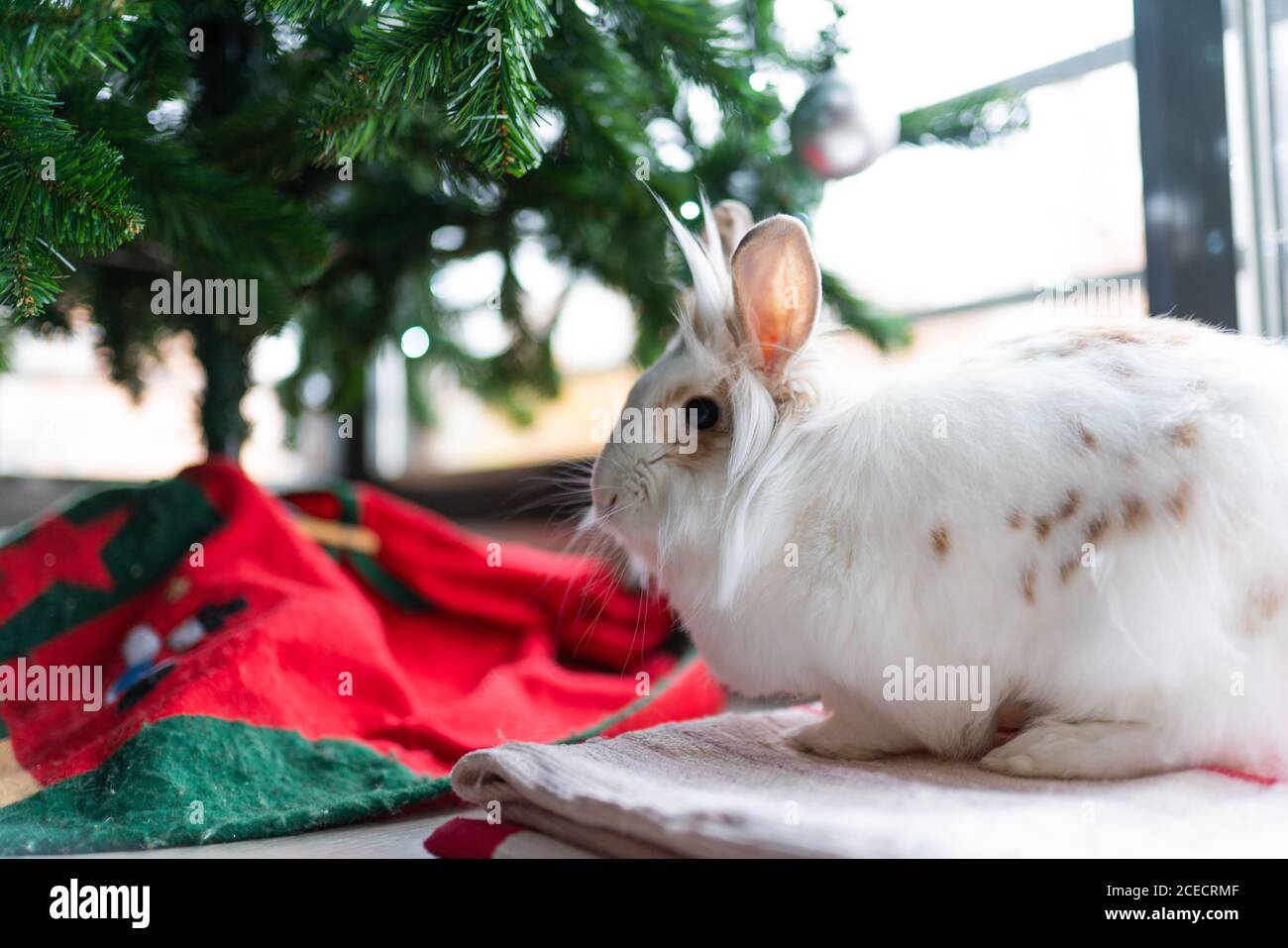 Rabbit Christmas High Resolution Stock Photography and Images - Alamy