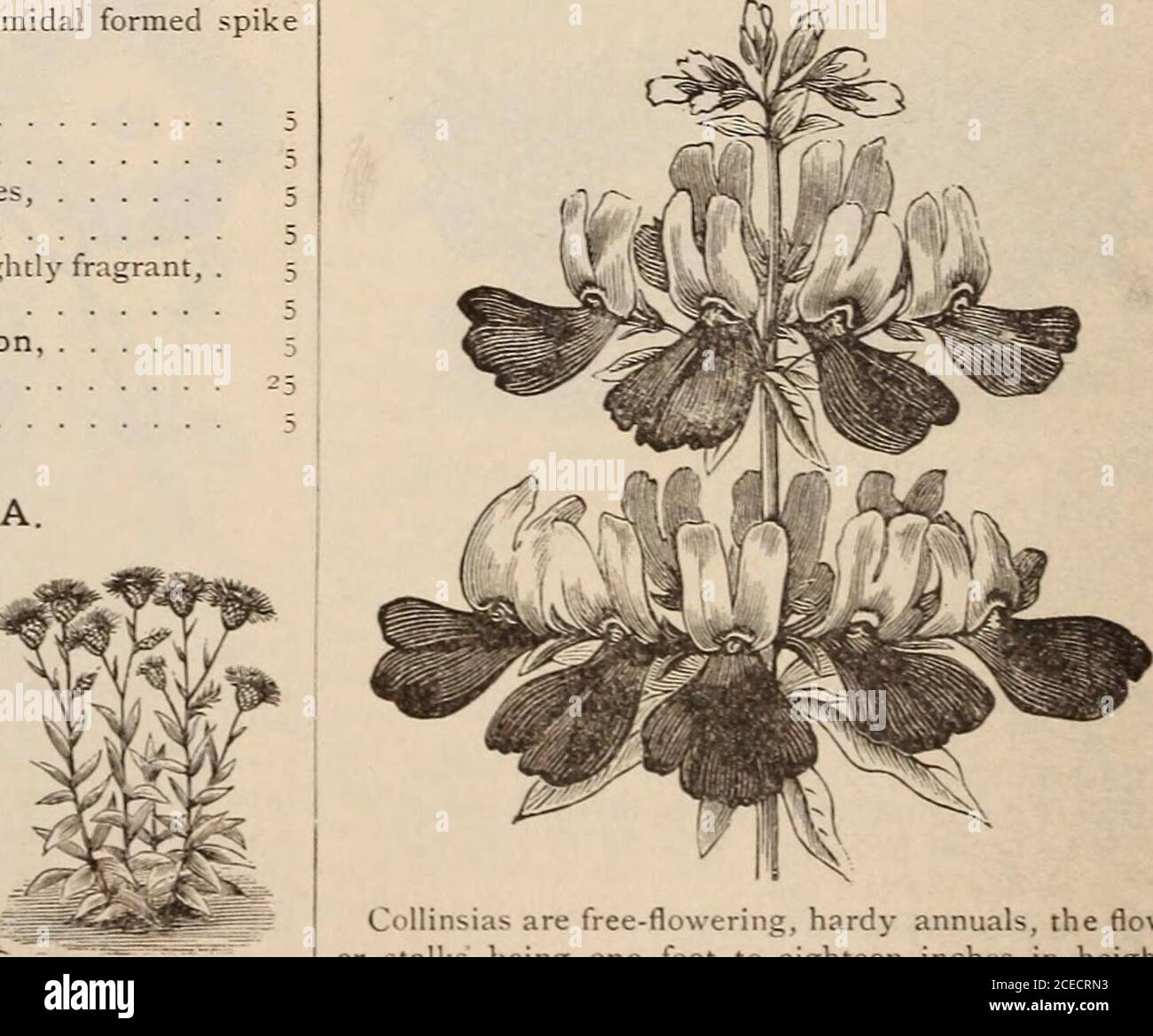 . Vick's floral guide. The Centaurcas are a very large family ...