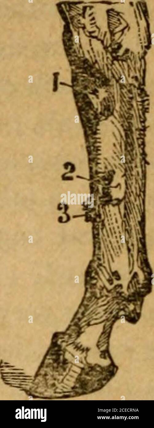 Bog spavin horse hi-res stock photography and images - Alamy