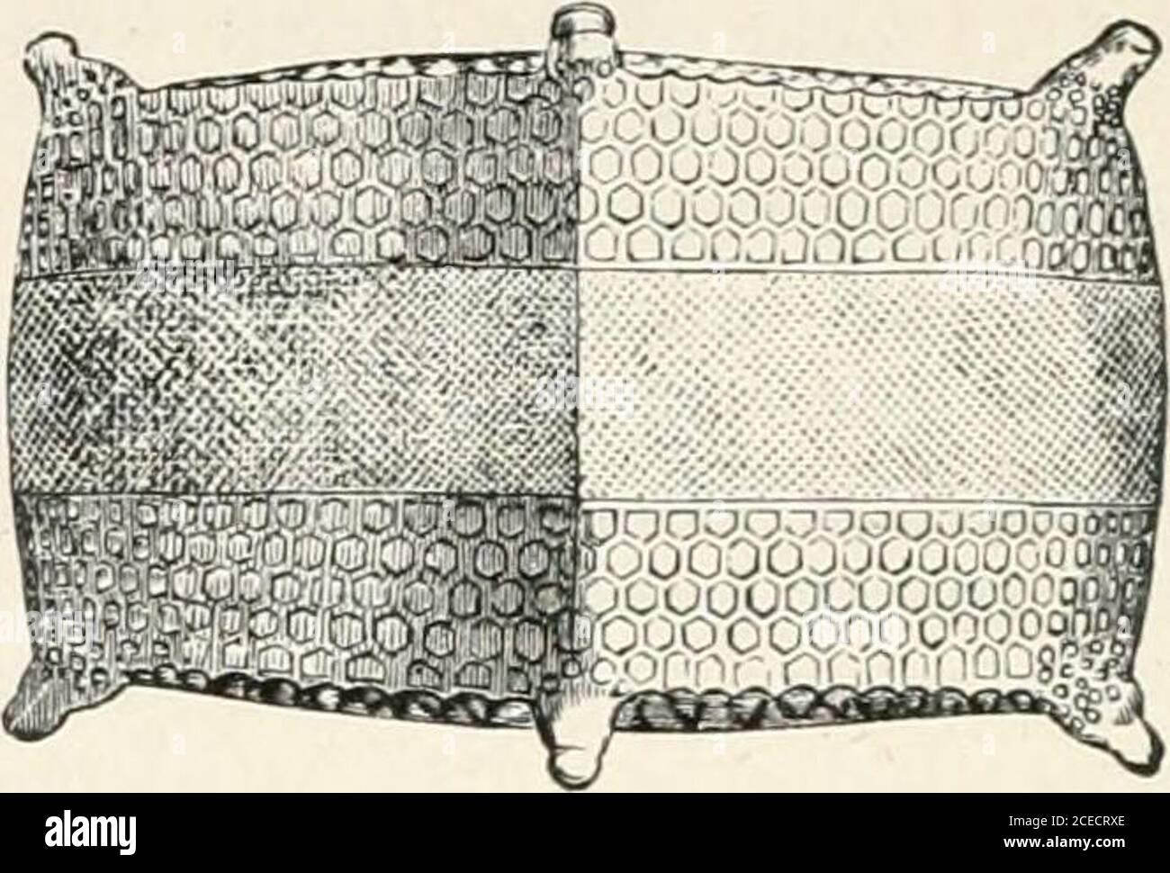 . The microscope and its revelations. FIG. 44-2. -Triceratium favus: A ...