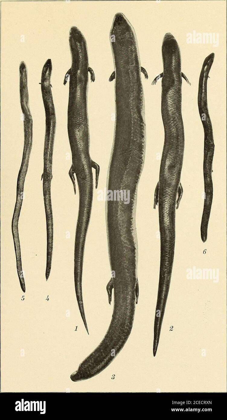 . The Philippine journal of science. ss, two apparentlynew species of ...