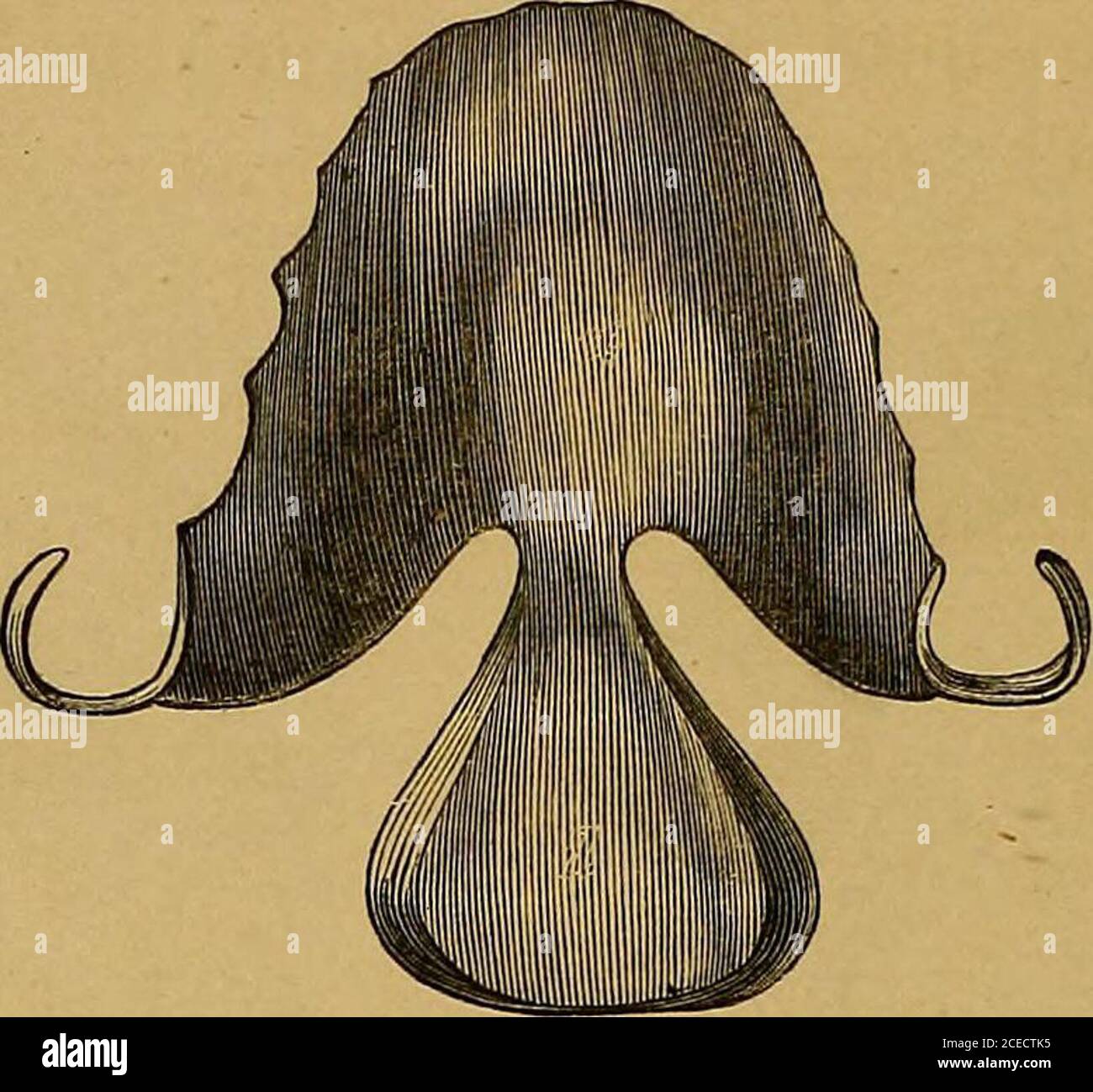 . Deformities of the mouth : congenital and acquired, with their ...