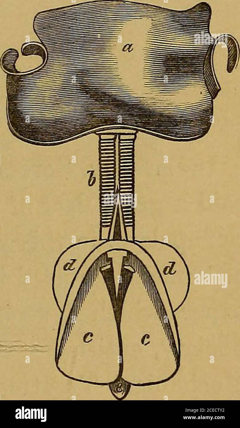 Fleshy uvula hi-res stock photography and images - Alamy