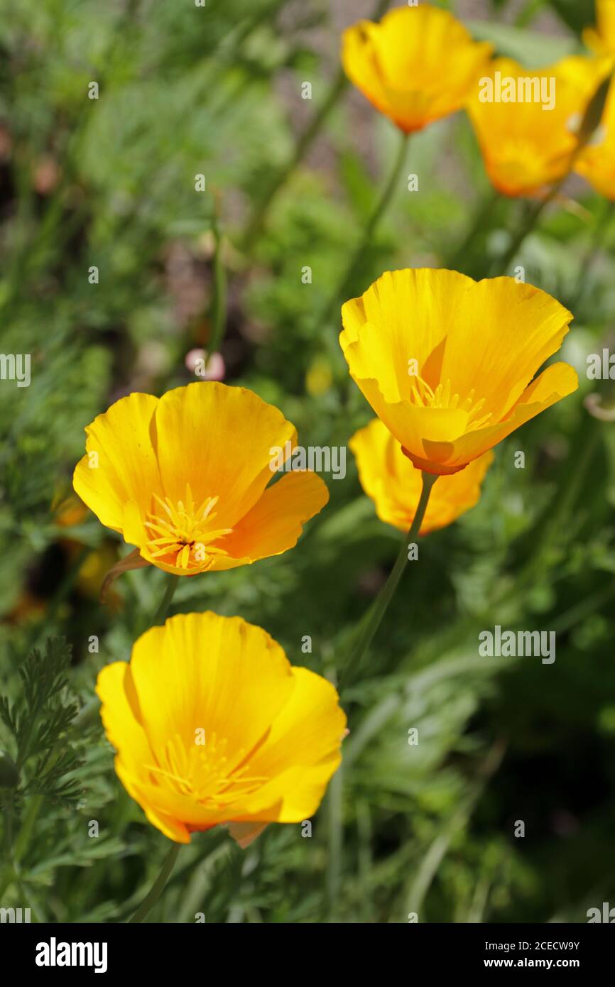 Yellow poppies uk hi-res stock photography and images - Alamy