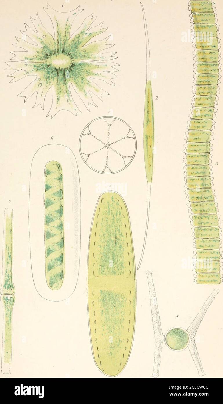 . The microscope and its revelations. his movementas being of four ...