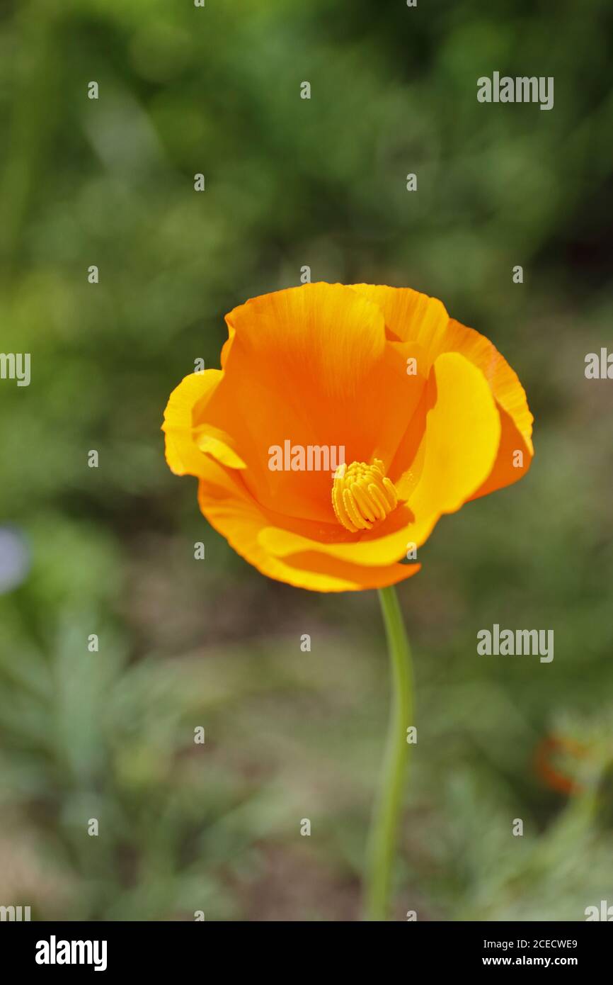 Californian poppy hi-res stock photography and images - Alamy