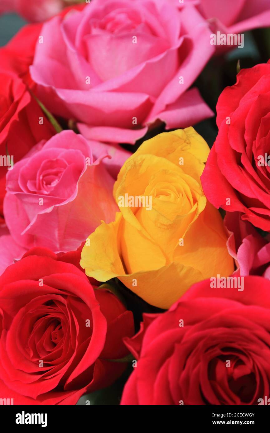 Yellow pink roses close hi-res stock photography and images - Alamy