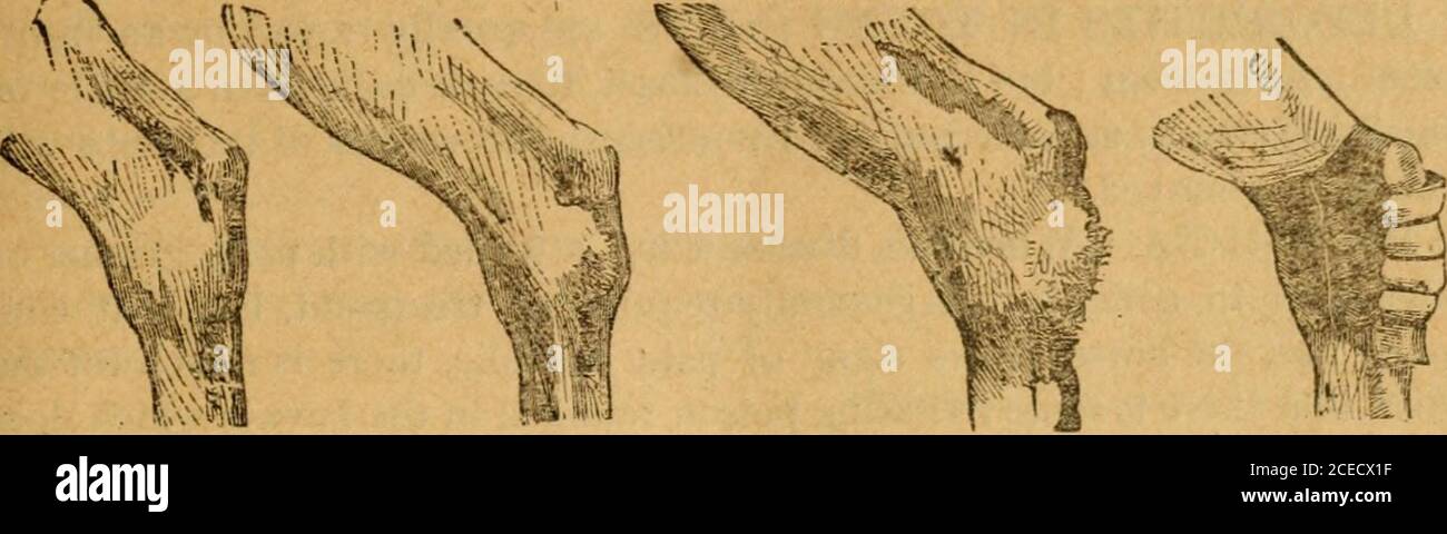 . A treatise on the horse and his diseases. SITUATION OF ACORN ...