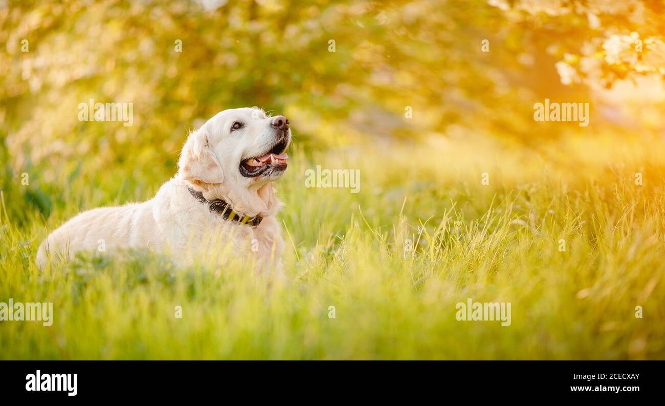 Labrador Retriever High Resolution Stock Photography and Images - Alamy