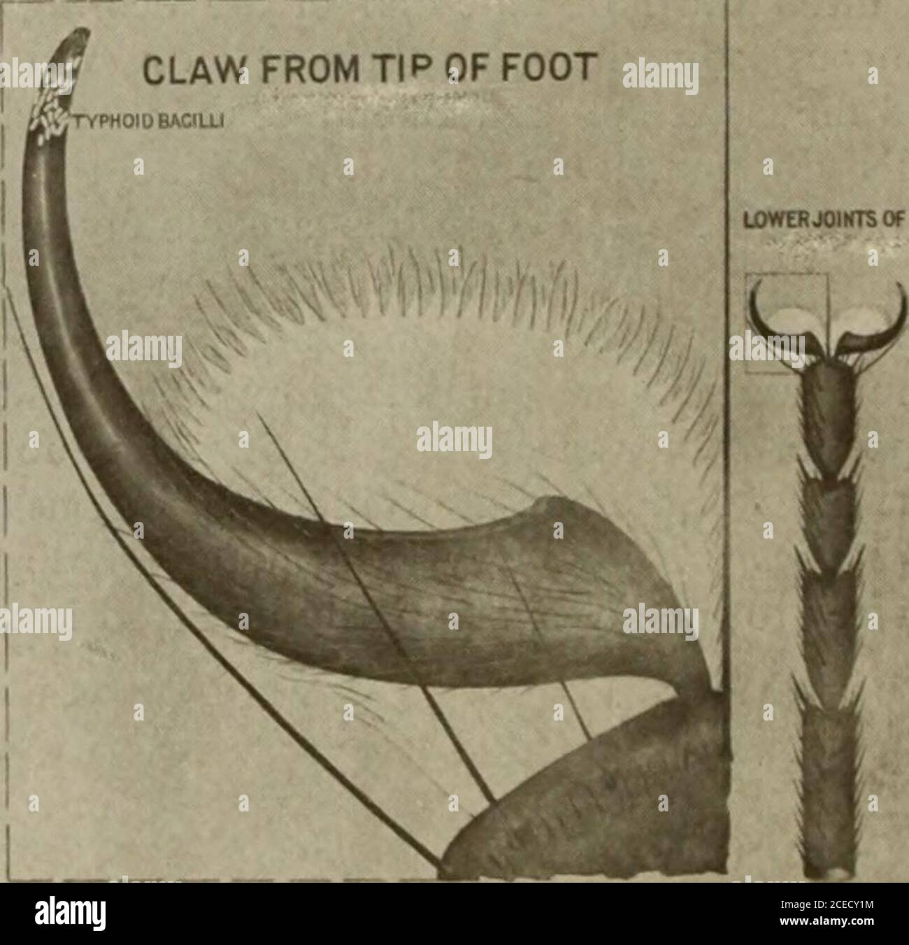 Myiasis pest hi-res stock photography and images - Alamy