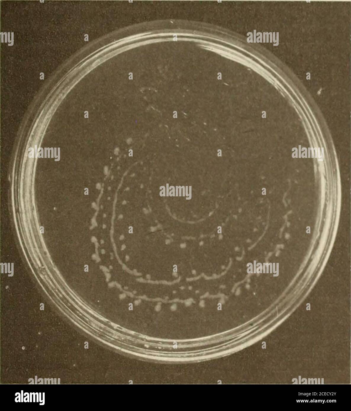 Regurgitated foods hi-res stock photography and images - Alamy