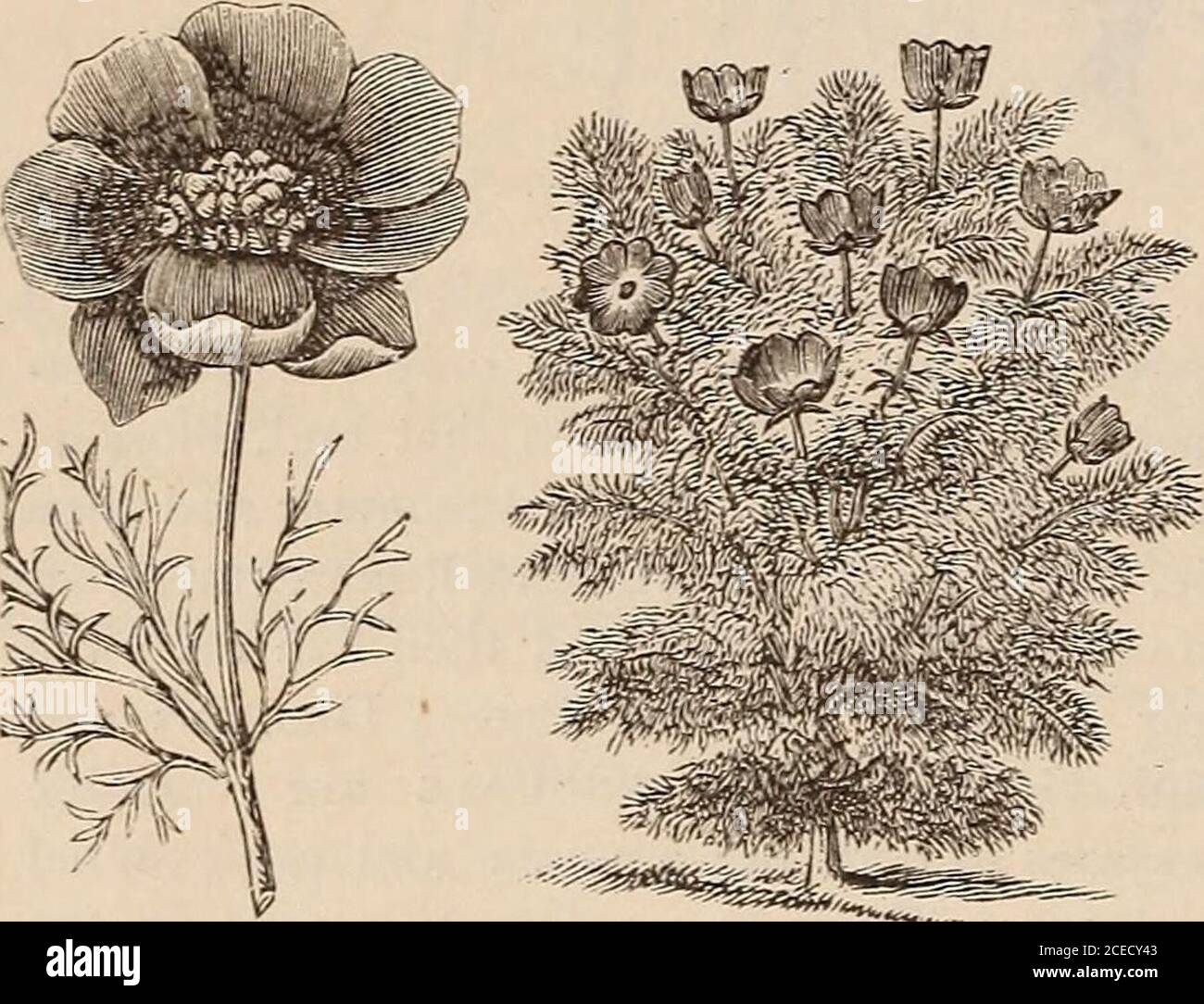 Flos adonis hi-res stock photography and images - Alamy