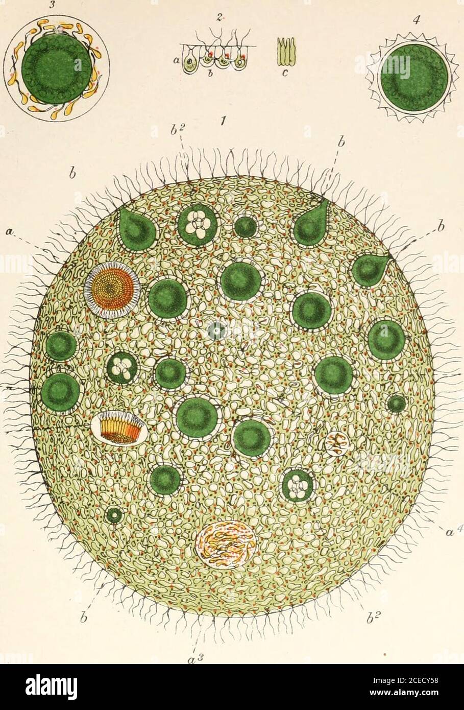 Protococcus Under Microscope